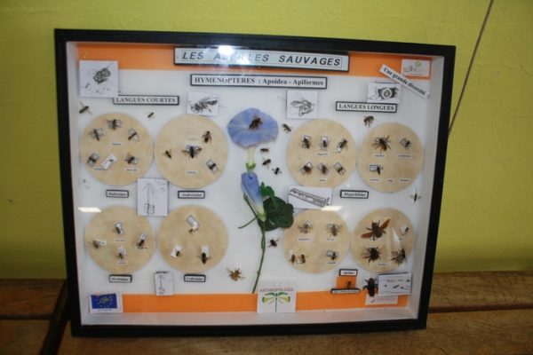 A la découverte des insectes - Groupe scolaire Champagnat