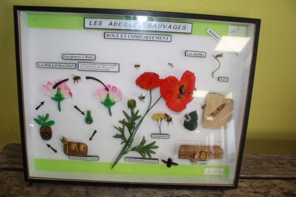 A la découverte des insectes - Groupe scolaire Champagnat